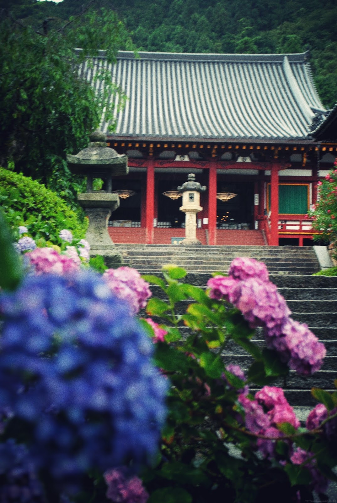 Yatadera temple called hydrangea temple - Vincy Life In Nara