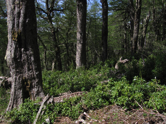 especies chilenas: El Canelo Enano (Drimys andina)