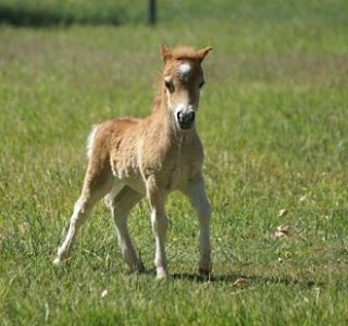 Postmark California: Solvang: Quicksilver Ranch - See Miniature Horses