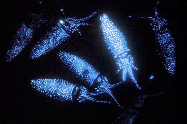 A MAGYAROK TUDÁSA: KALMÁROK