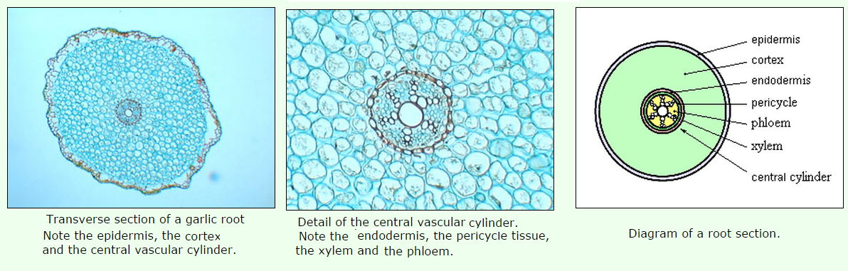 #39 Structure of transport tissues in plants | Biology Notes for A level