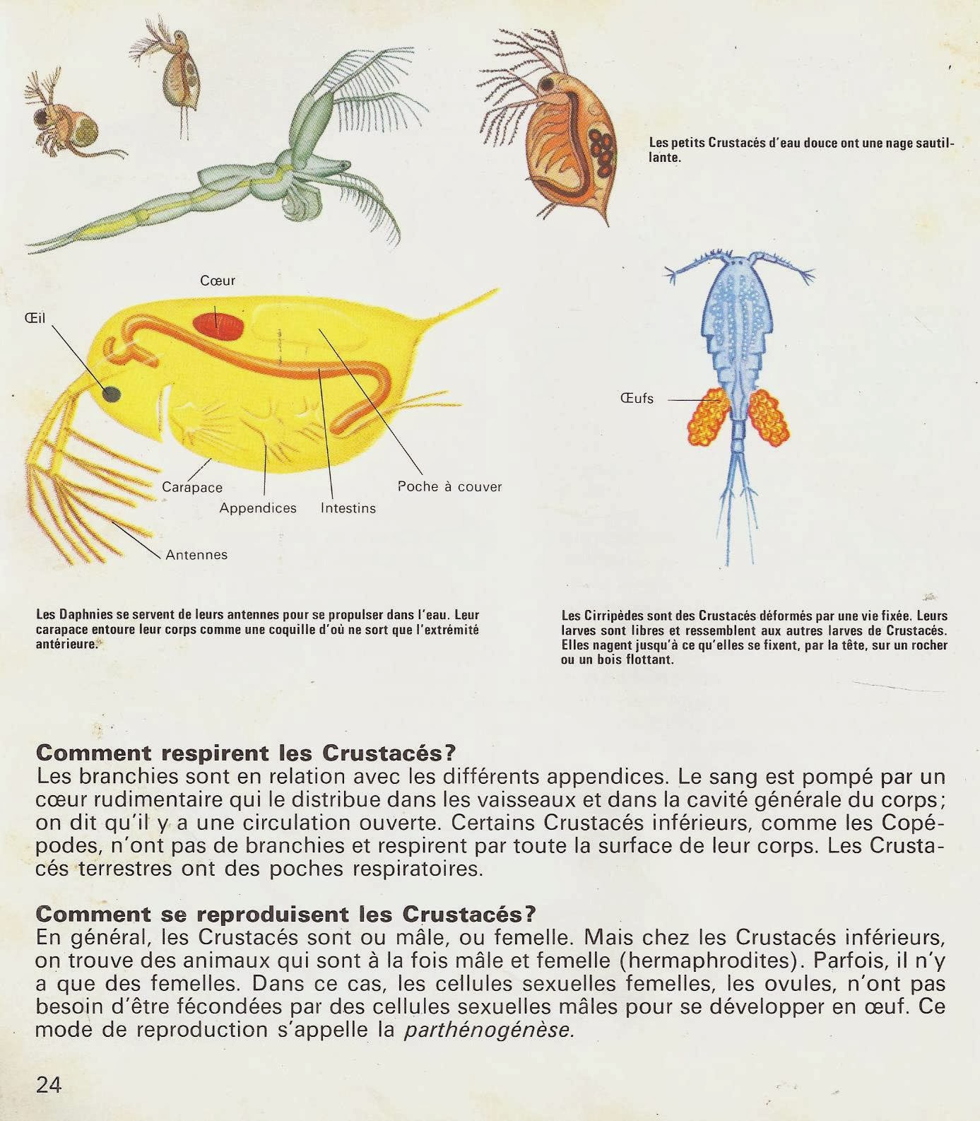 Leçons de choses: Mollusques et crustacés