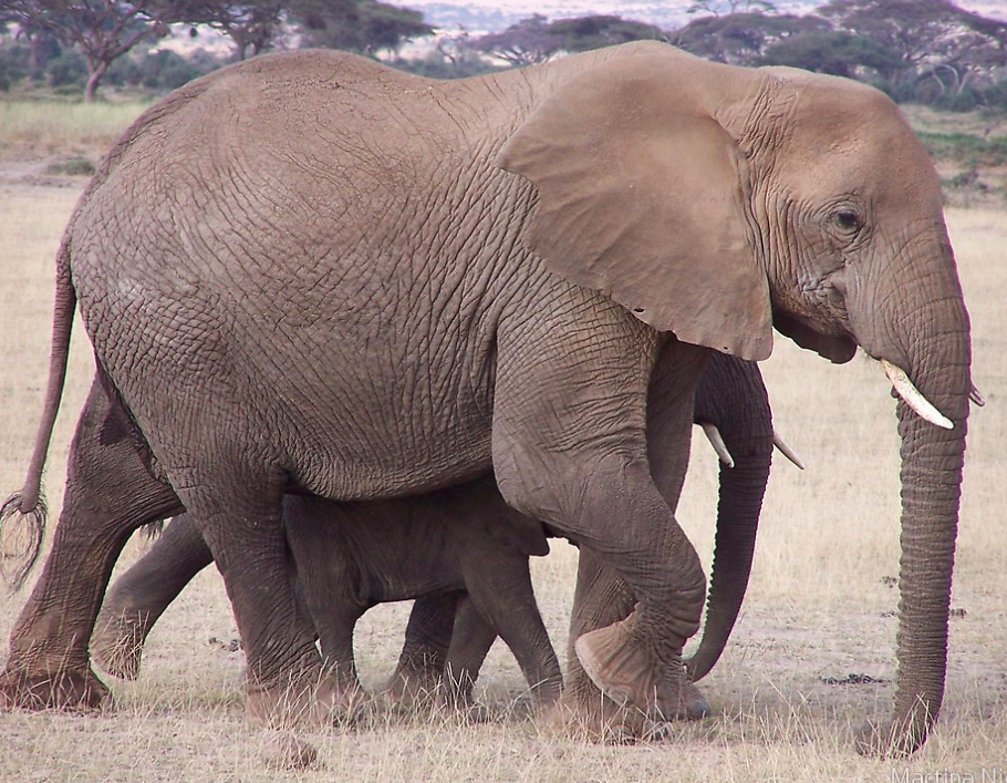 Elephant population on the rise in Kenya, says elephant census