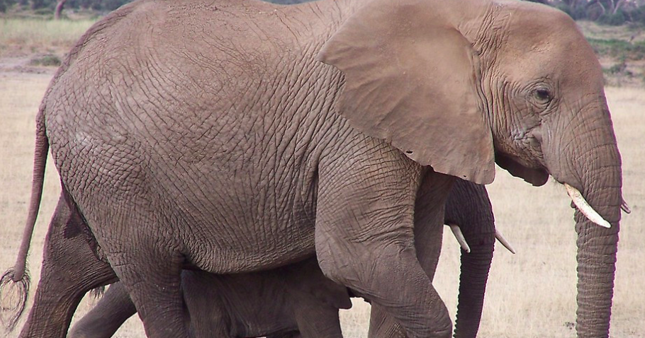 Elephant population on the rise in Kenya, says elephant census