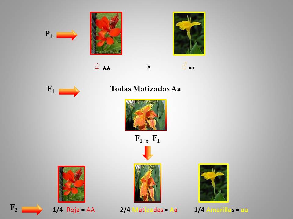 LOS MISTERIOS DE LA GENÉTICA: Casos y ejemplos sobre (Codominancia y ...