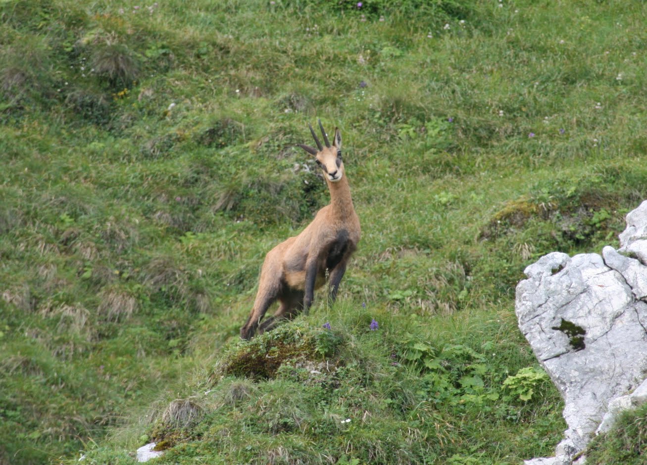 Frumusetile naturii: Capra neagră (Rupicapra rupicapra)