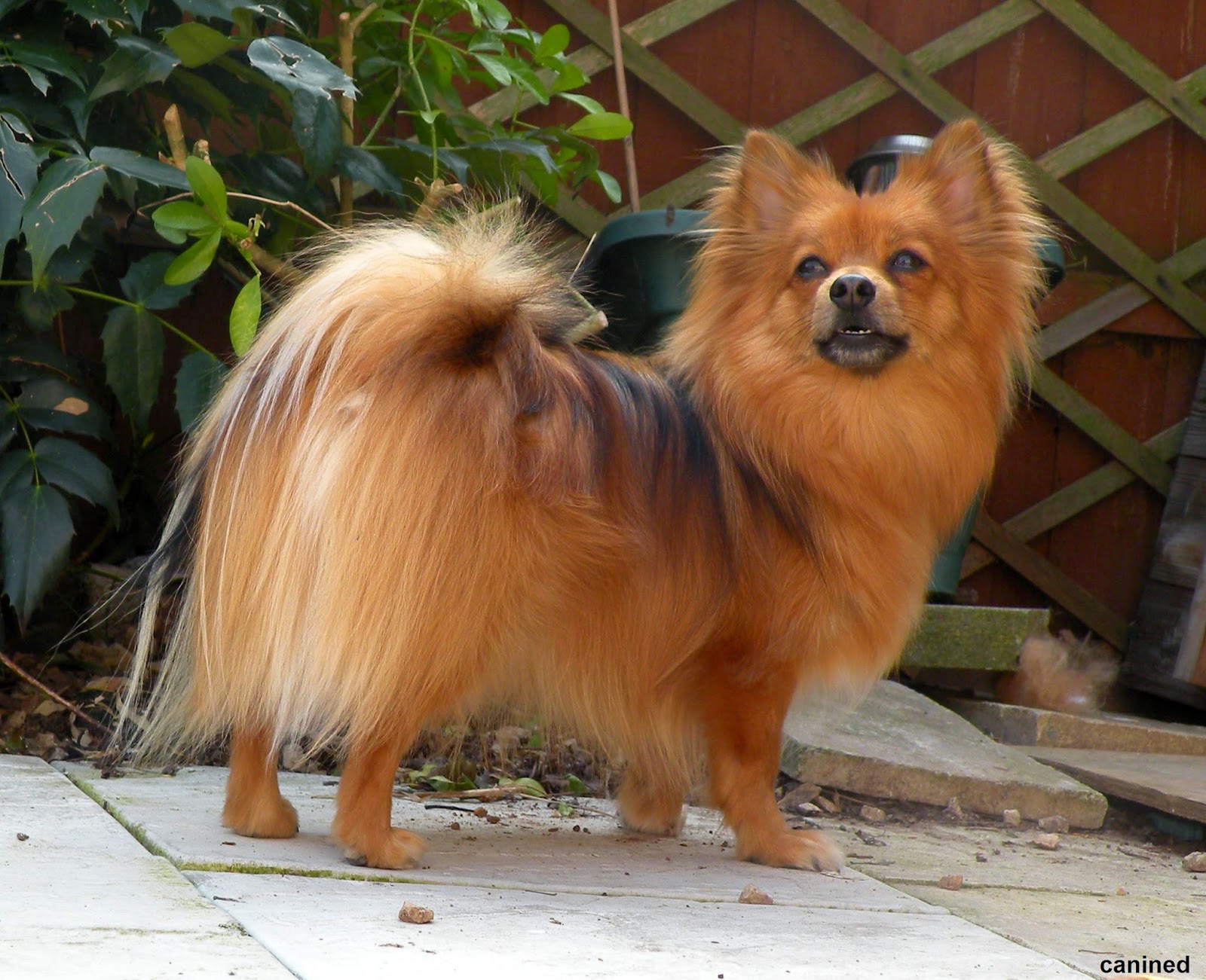 smallest dog breeds: Smallest dog breeds