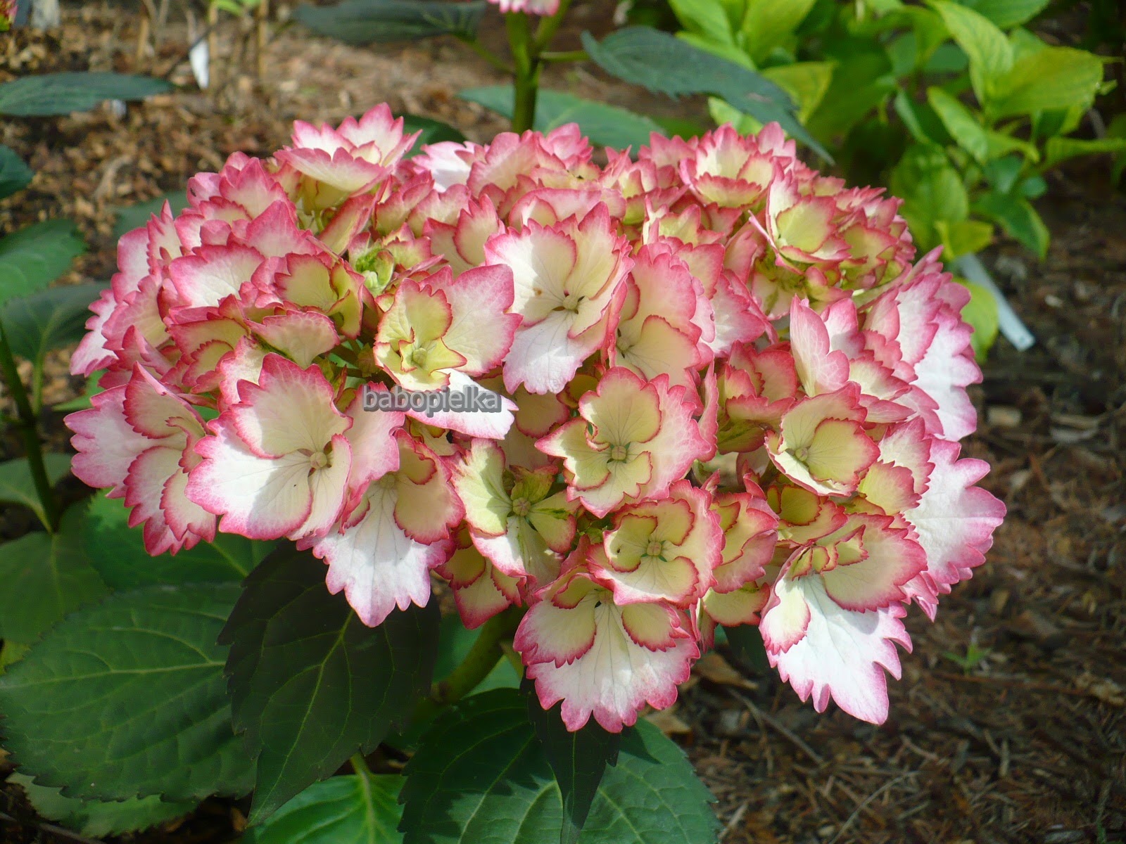 Hydrangea, Hortensja: Hydrangea macrophylla( Hortensja ogrodowa) 'Coctail'
