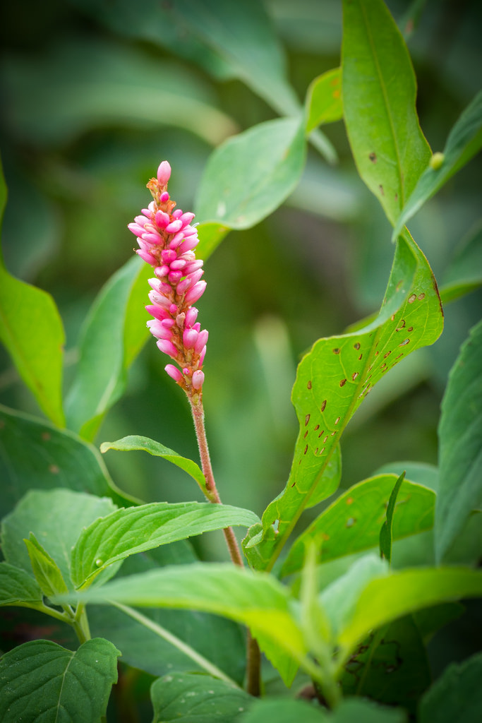 Earth and Space News: Pennsylvania Smartweed (Persicaria pensylvanica ...
