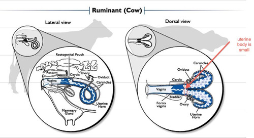 Uterine Torsion in Cattle - Vet in Training