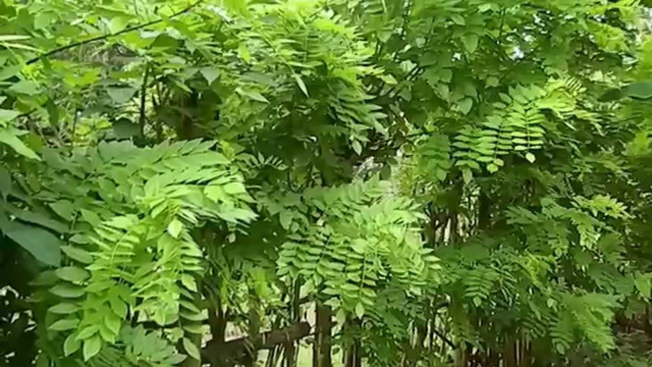 Wonder Fruits, Plants and Seeds: Kaalaman Tungkol sa MADRE DE CACAO at ...