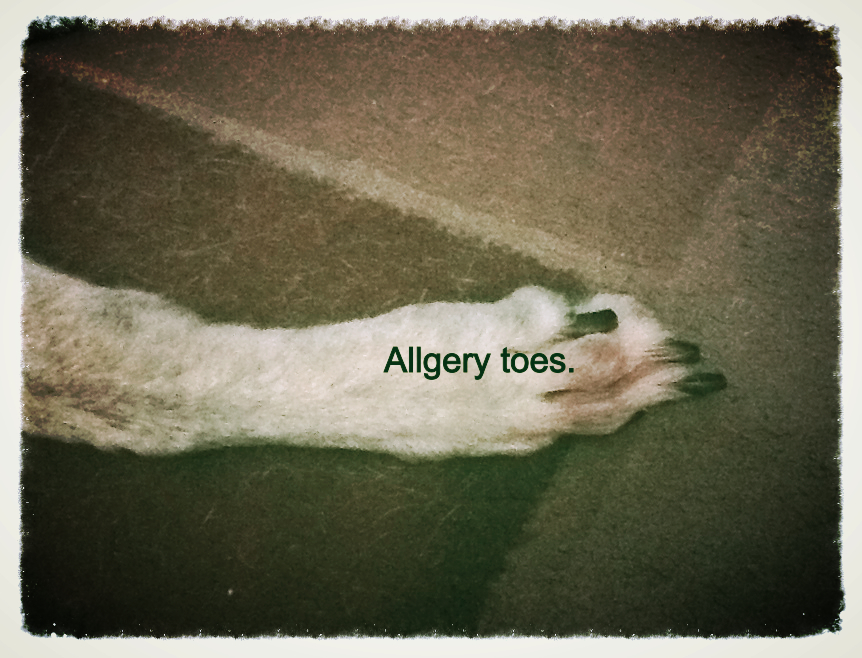 Northern Lights Greyhound Adoption Dog Blog: NLGA Photo Roundup ...