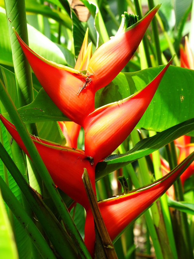 Ogród Perdana w Kuala Lumpur