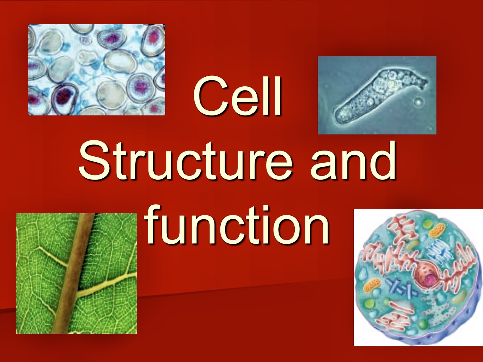 EC Honors Biology: intro to cells