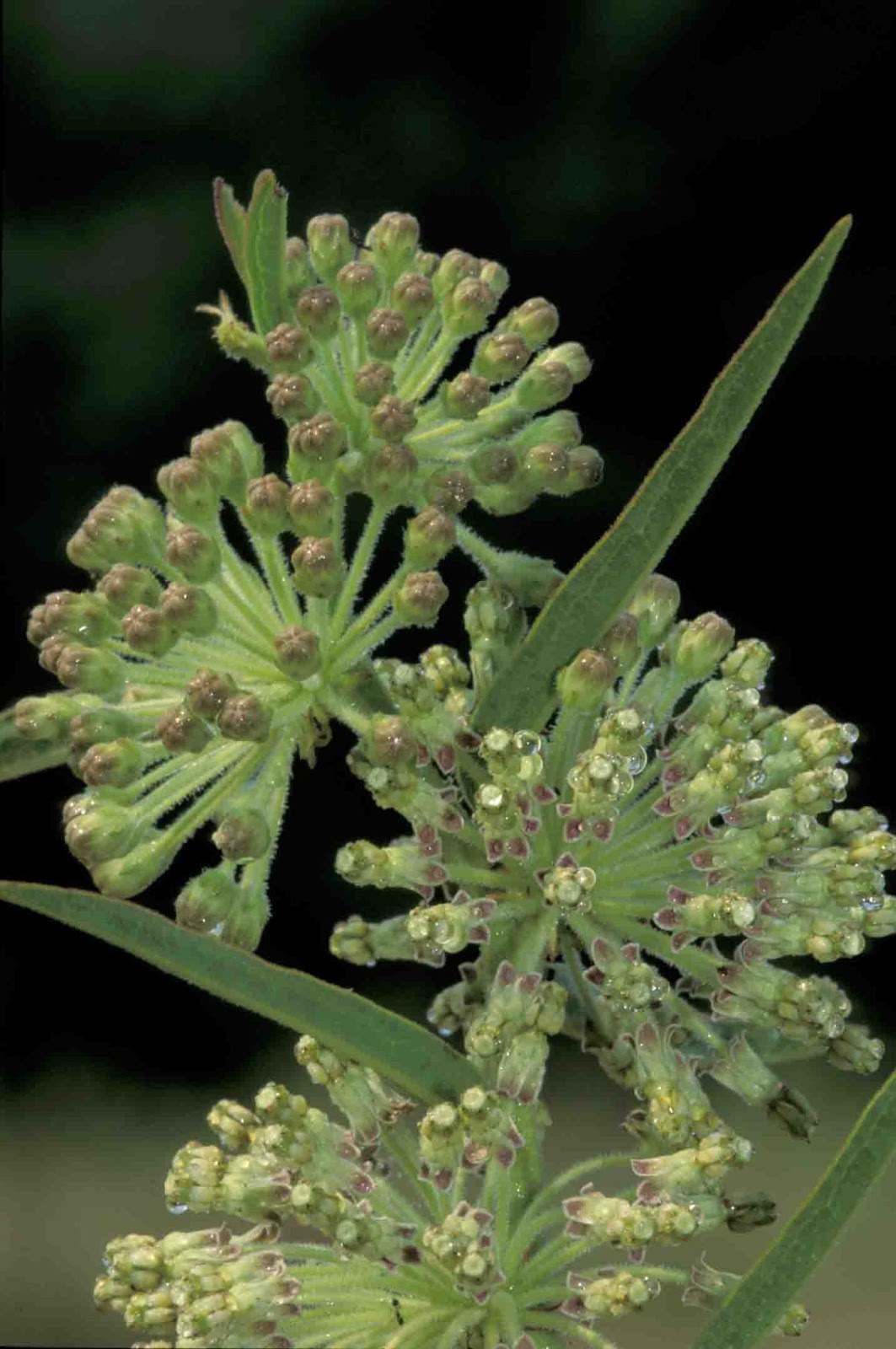 Kentucky Native Plant and Wildlife: Plant of the Week: Tall Green ...