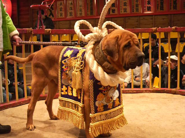 MorsoRosso: TOSA INU