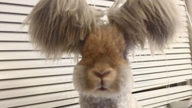 Lepuri që po "çmend" rrjetet sociale (FOTO LAJM) - Rikthimi