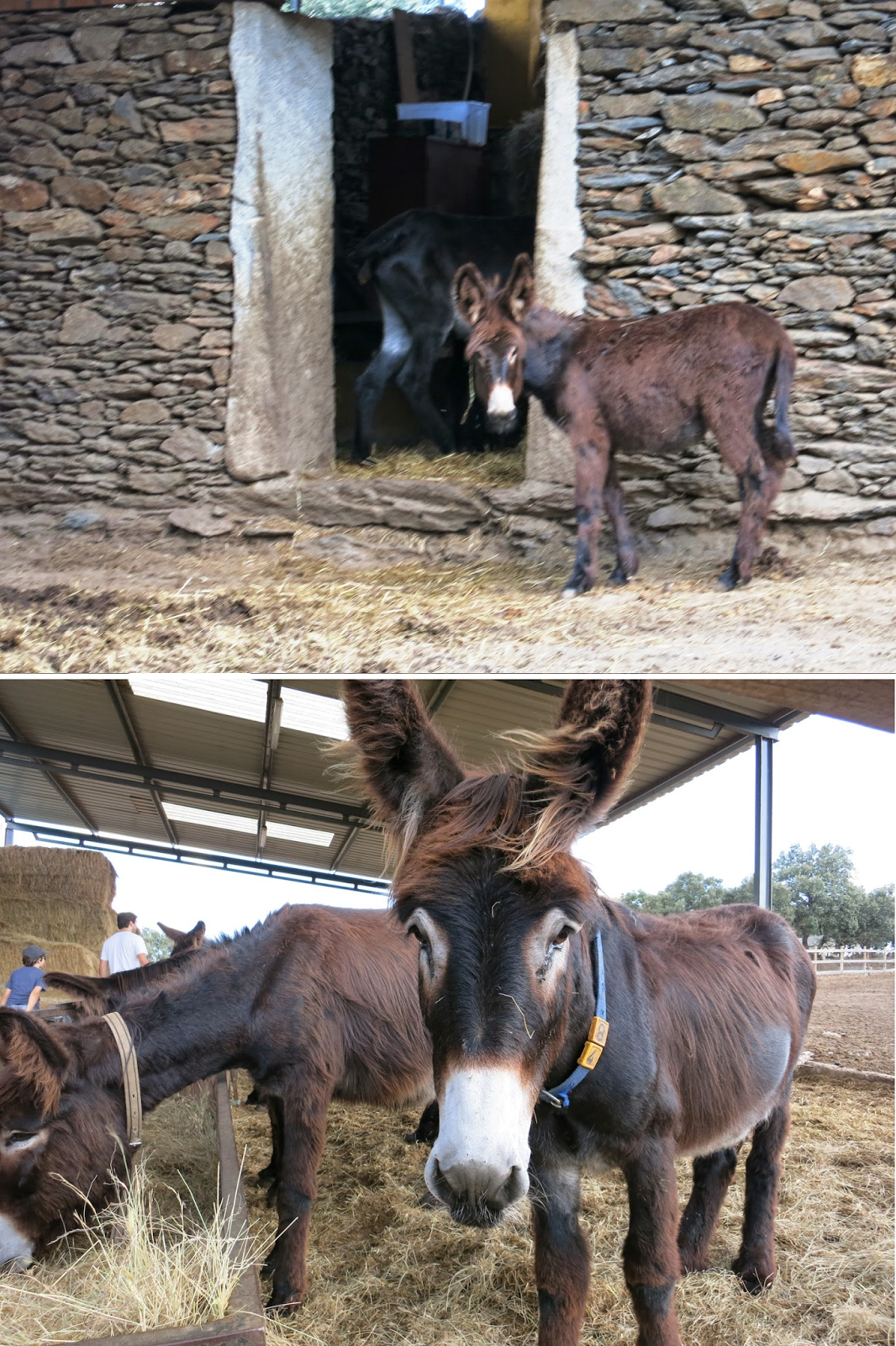animalogos: O Burro-de-Miranda - uma visita à sede da AEPGA em Miranda ...