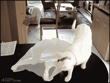 Beautiful World : Funny Gifs of the Day