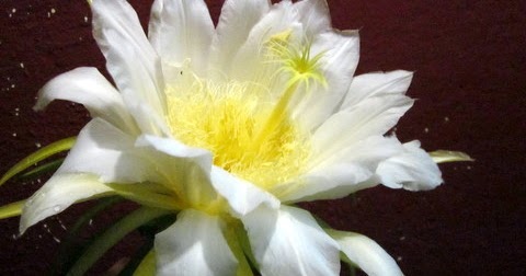 FLOR EN MAYA - BLOG YUCATÁN