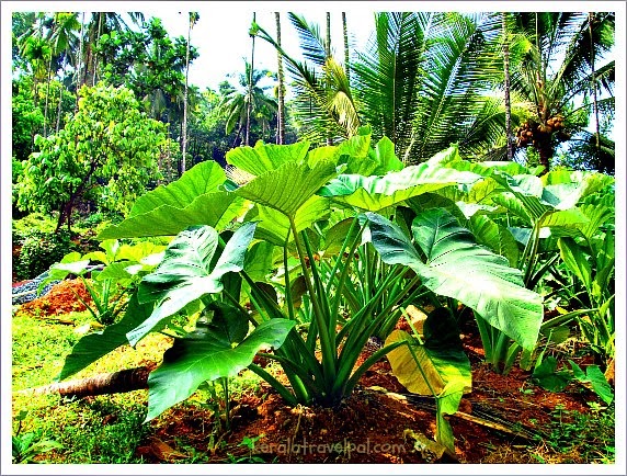 Kerala Travel Pal Picture Blog: A typical Kerala backyard - what to expect