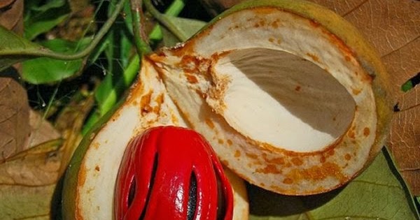 Herbalkart | The Online Herbal Store: Jatiphala - Jadhikkai