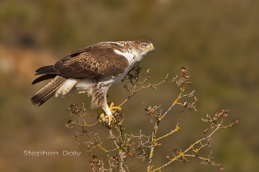 Bonelli’s Eagle (Aquila fasciata) | Focusing on Wildlife