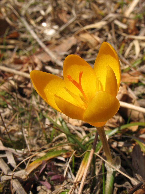 The Natural Stone: Northern Greece
