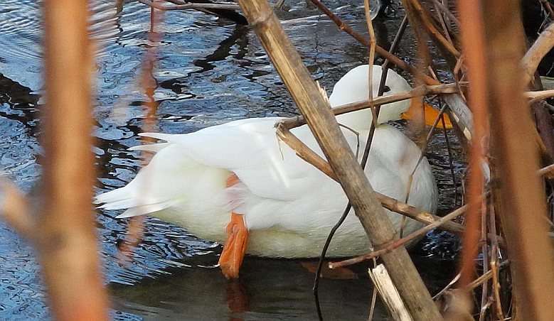 Simply Superb Swans: White Duck Injured