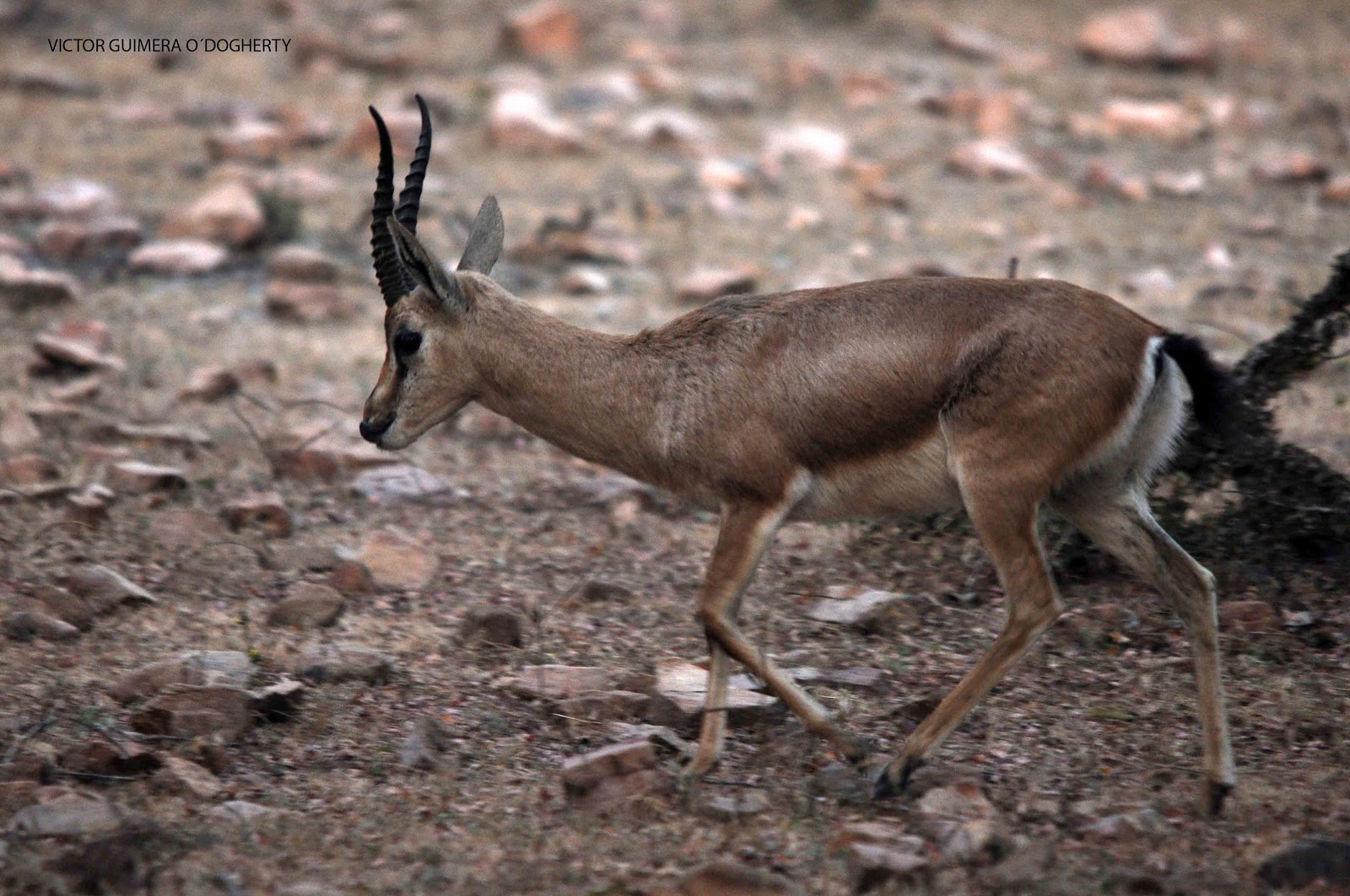 Mis imágenes de aves: IMAGENES DE LA GACELA INDIA