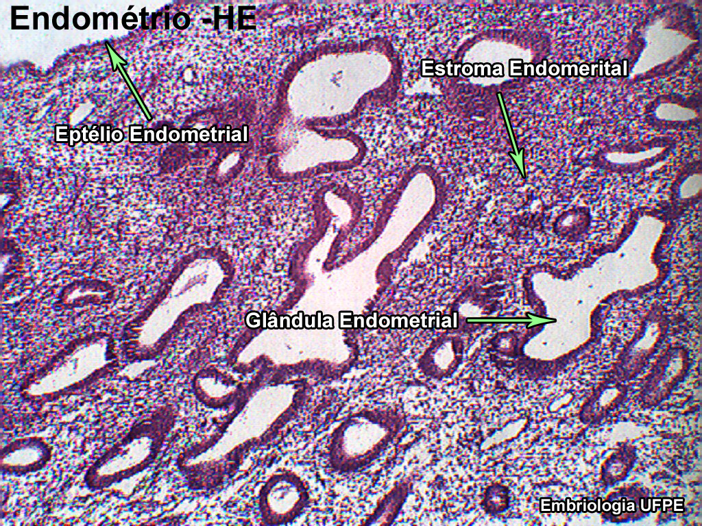 Embriologia UFPE: Endométrio