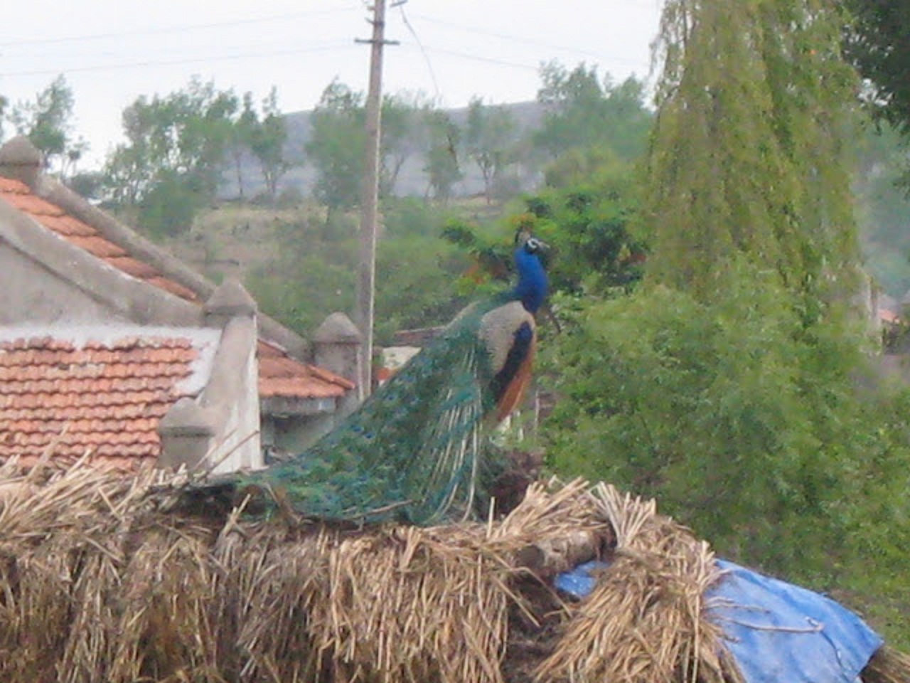 Wanderlust: Morachi Chincholi