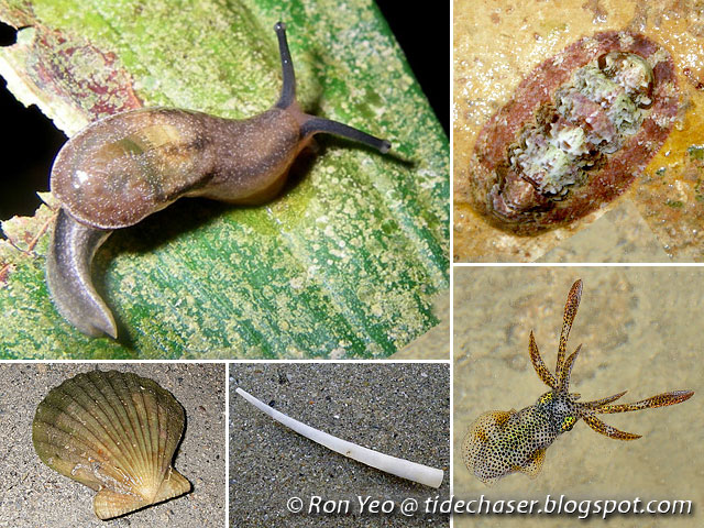 tHE tiDE cHAsER: Classification of Animals (Kingdom Animalia) for Beginners