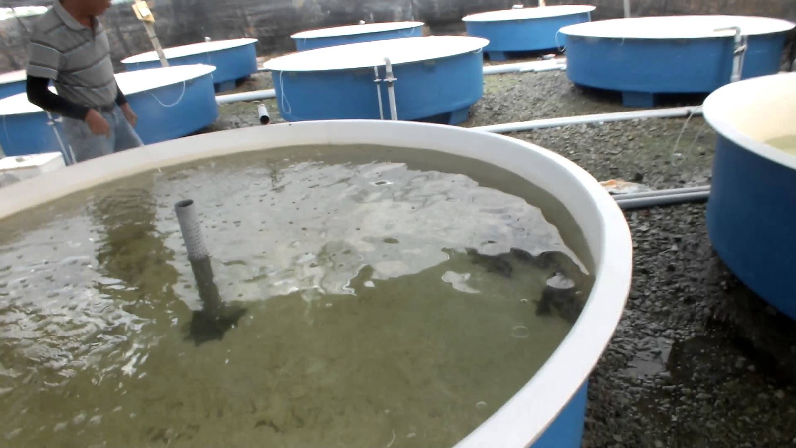 Grouper Breeding Method with High Yield Result - Frozen Grouper ...