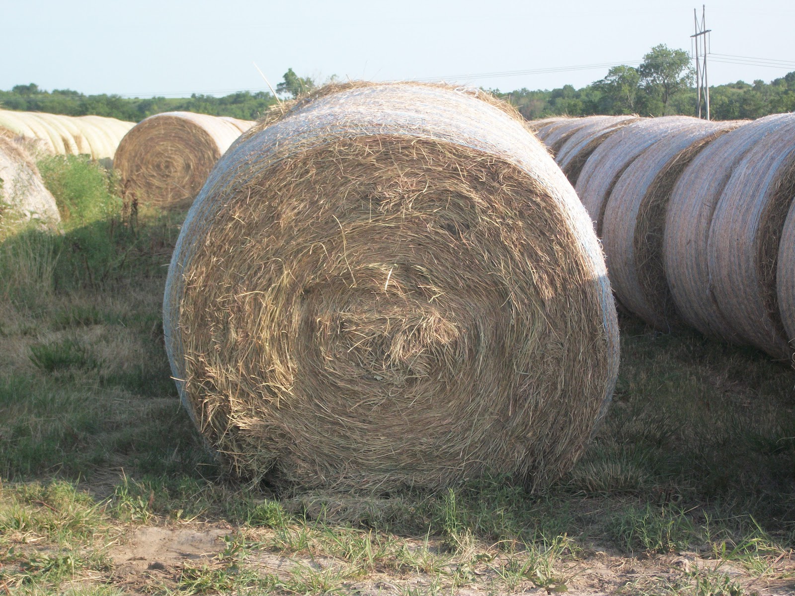 Tales of a Kansas Farm Mom: Prairie Hay-More Winter Cow Feed