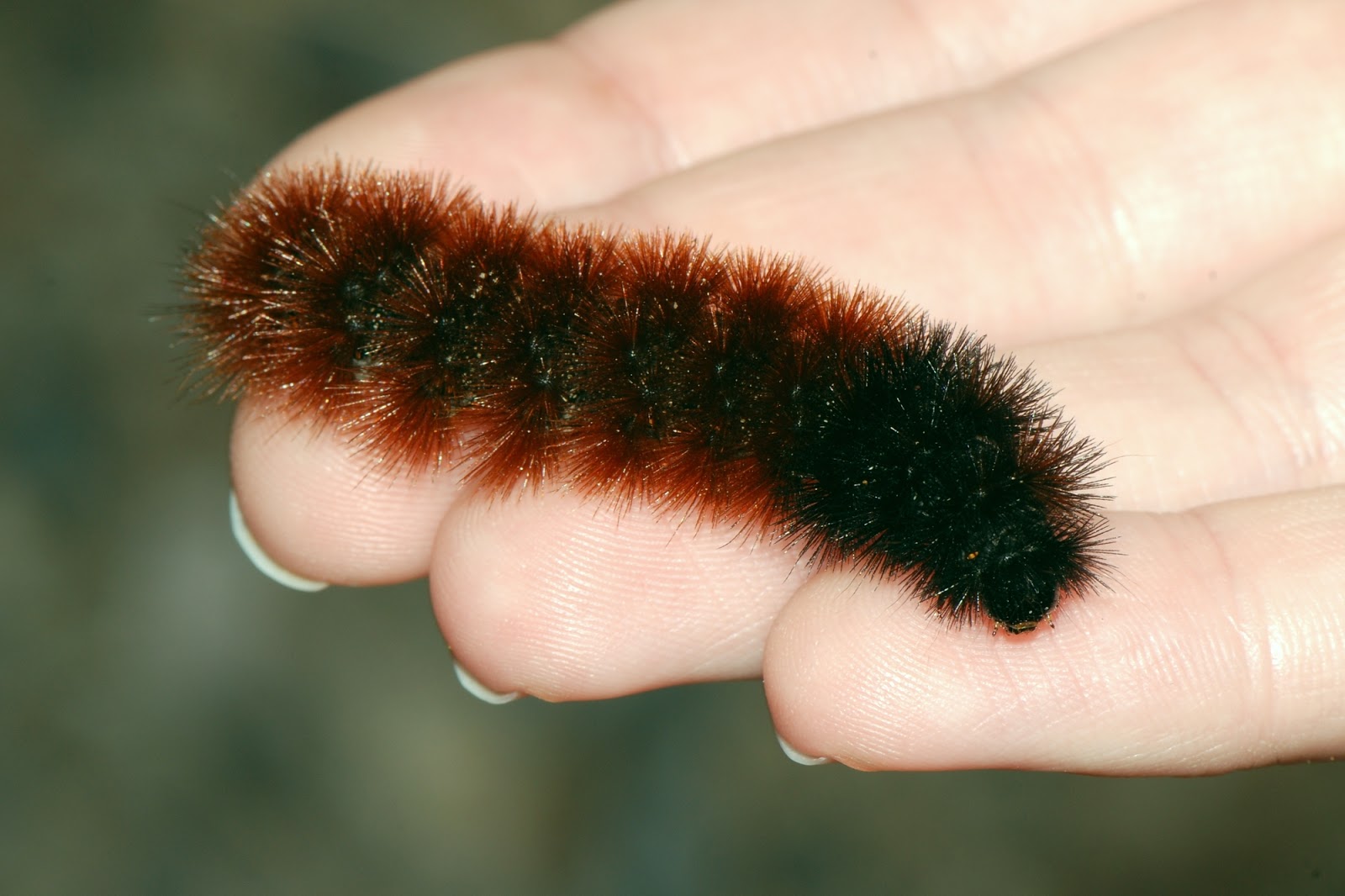 Arthro-Pod: December 2017