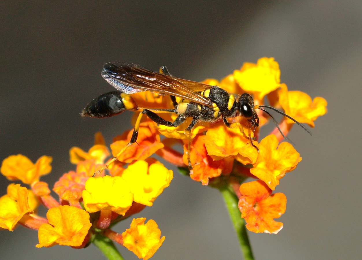 Arizona: Beetles, Bugs, Birds and more: The other Spider Wasp