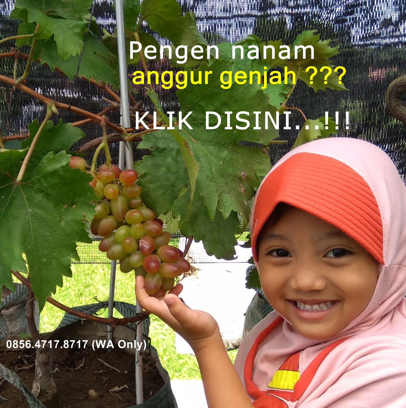 pohon anggur arrafifteen (arra 15) | tabulampot anggur