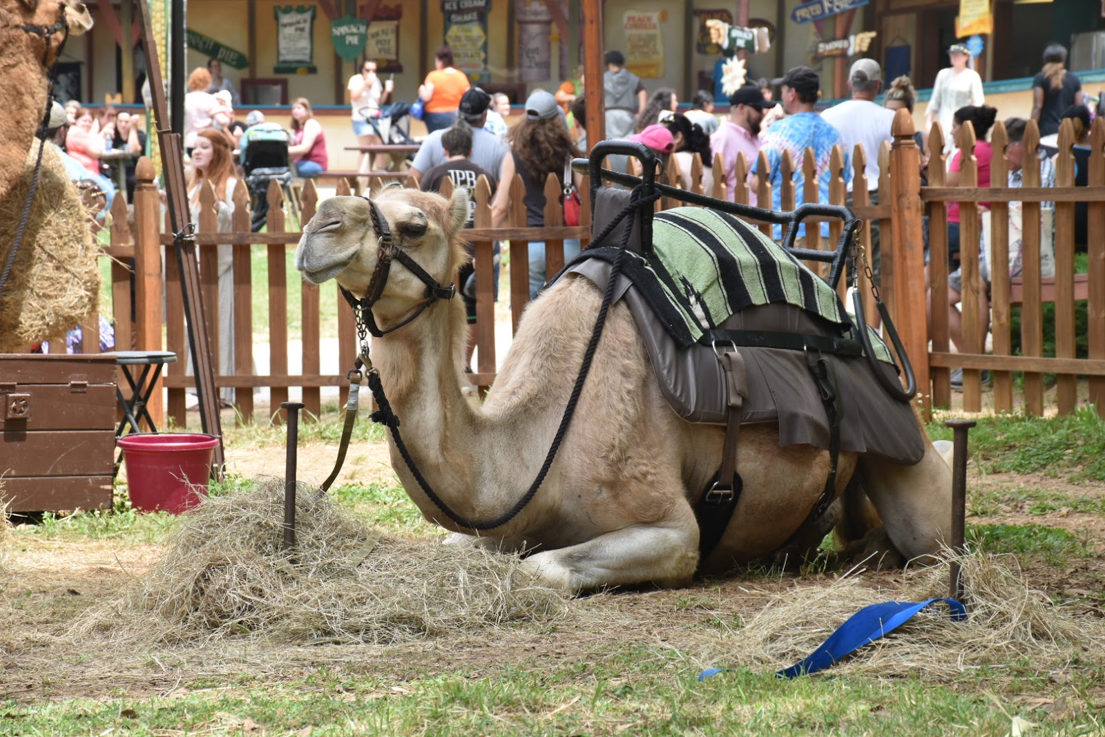 Non-Stop Fun Weekend at The Rock Ranch and Georgia Renaissance Festival