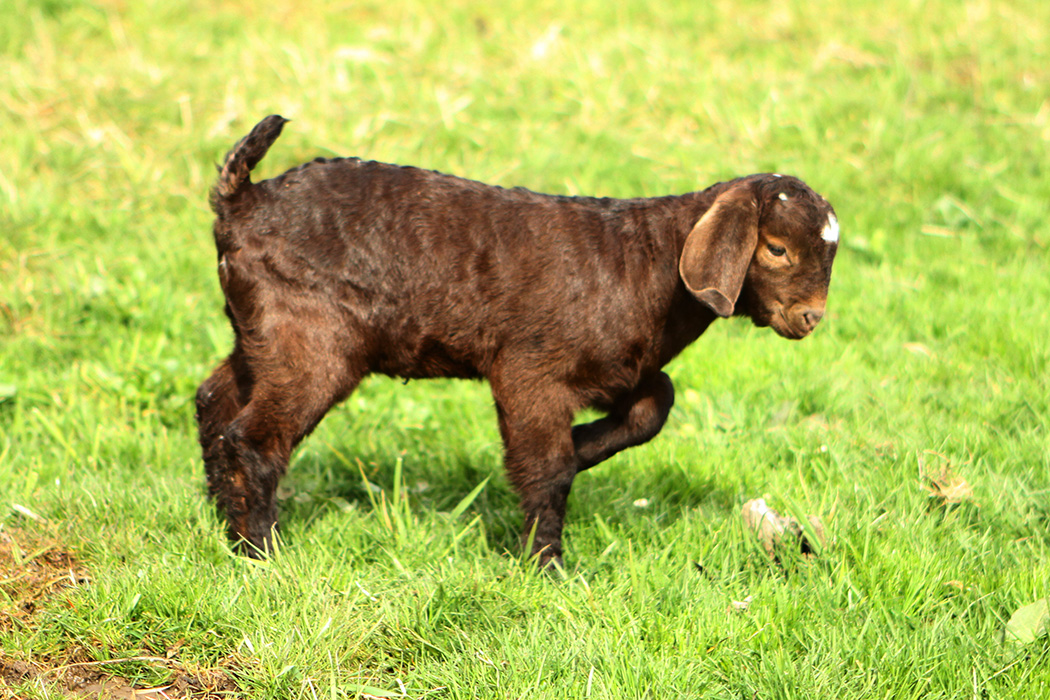 Far View Hills Boer Goats