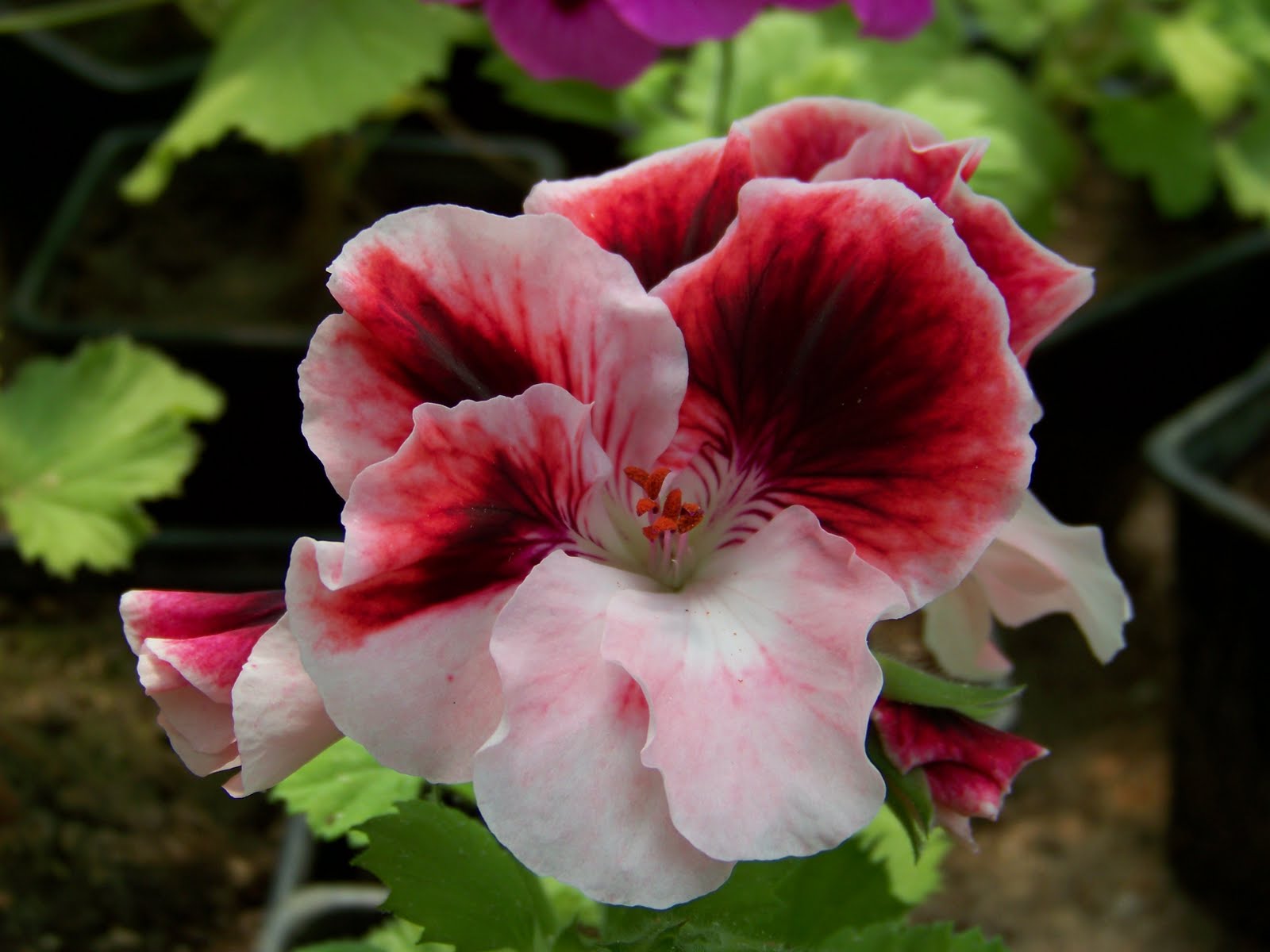 MAGIC GARDEN: PELARGONIUM REX ( MUSCATA REGALA )