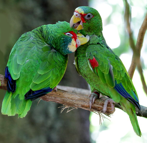Bellas Aves de El Salvador: Amazona albifrons (cotorra o lorito de ...