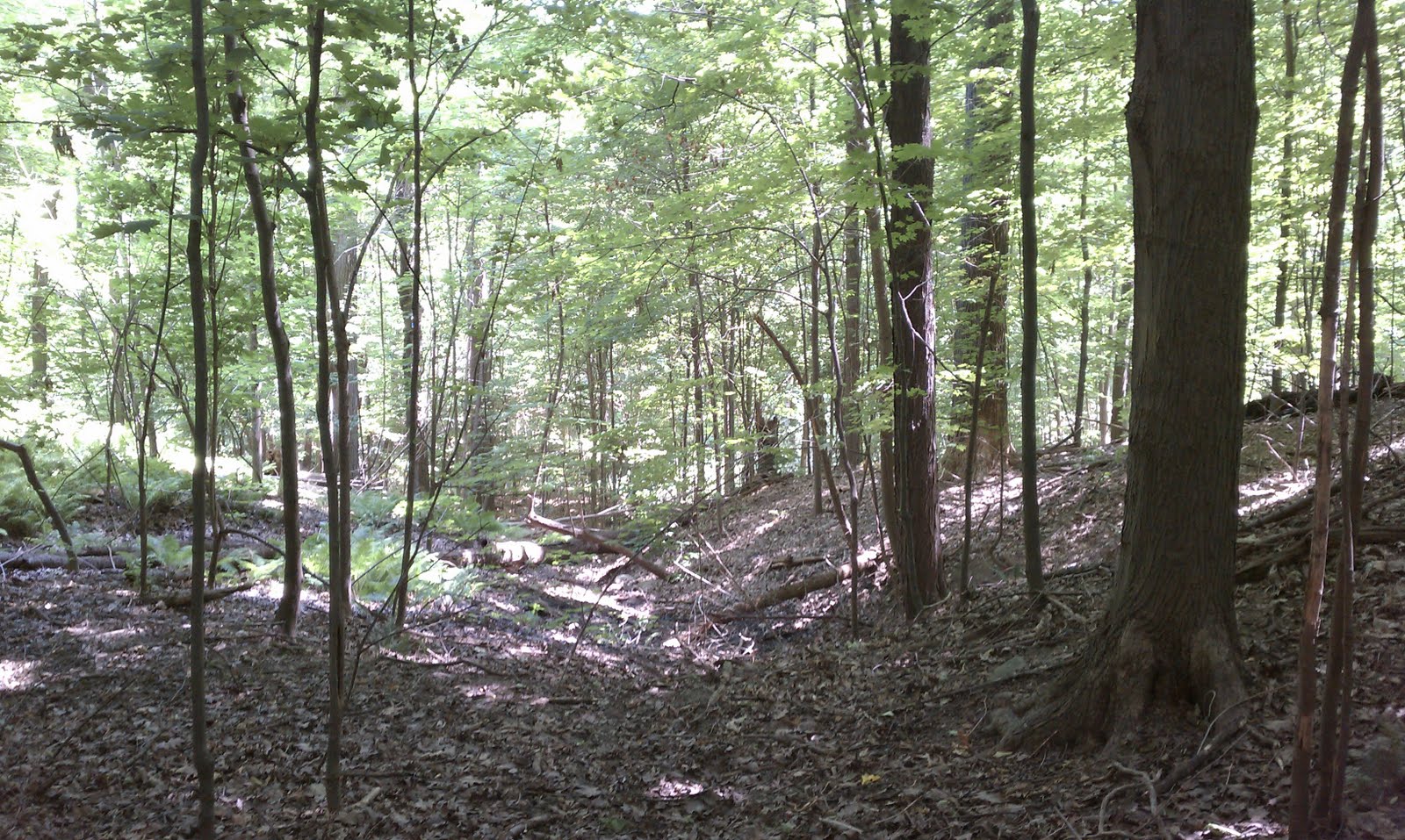 KillerOkapi: Tryon Park, a Green Sanctuary in the Urban Forest