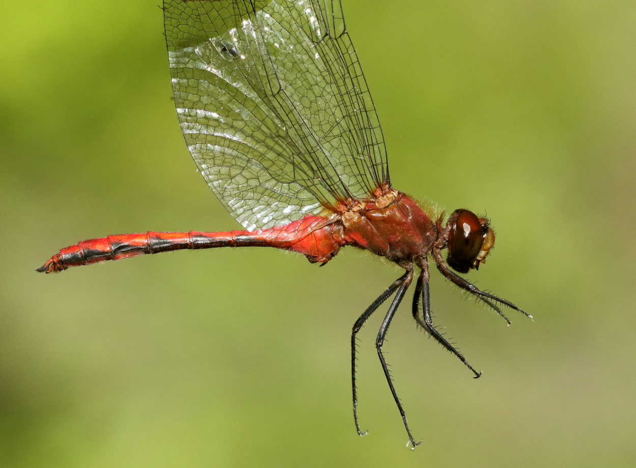 Libellules Québec - Quebec Dragonflies and Damselflies: 2016