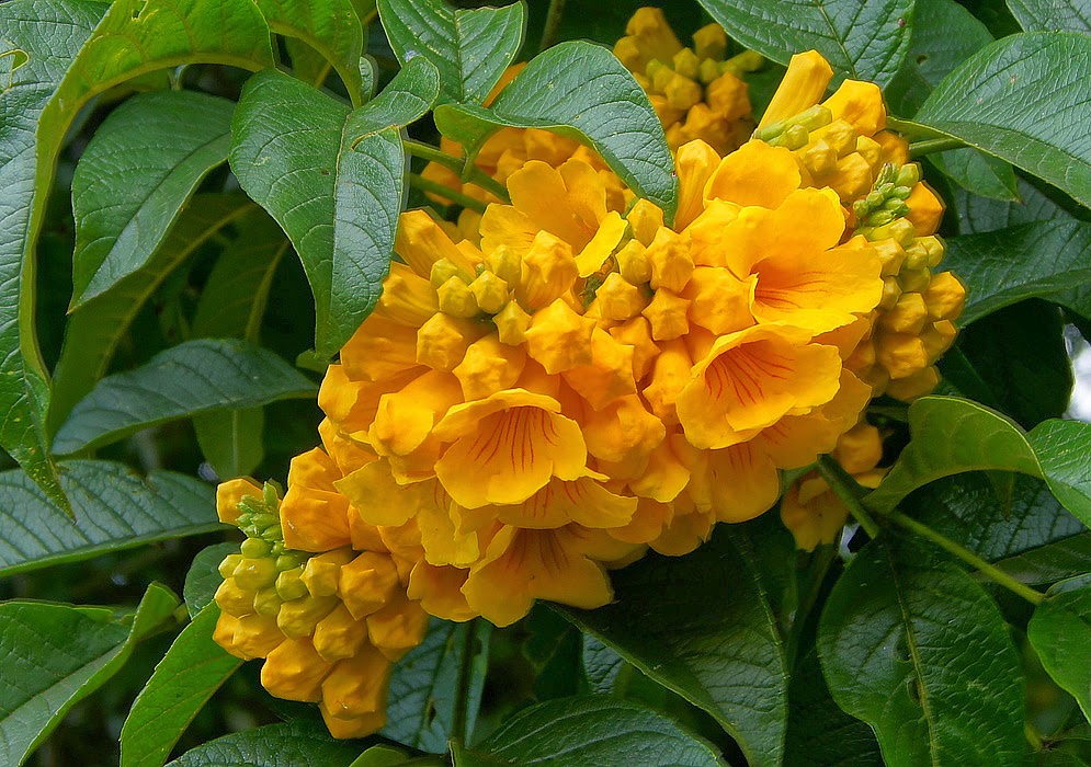 El Jardinero, plantas y flores: Tecoma stans