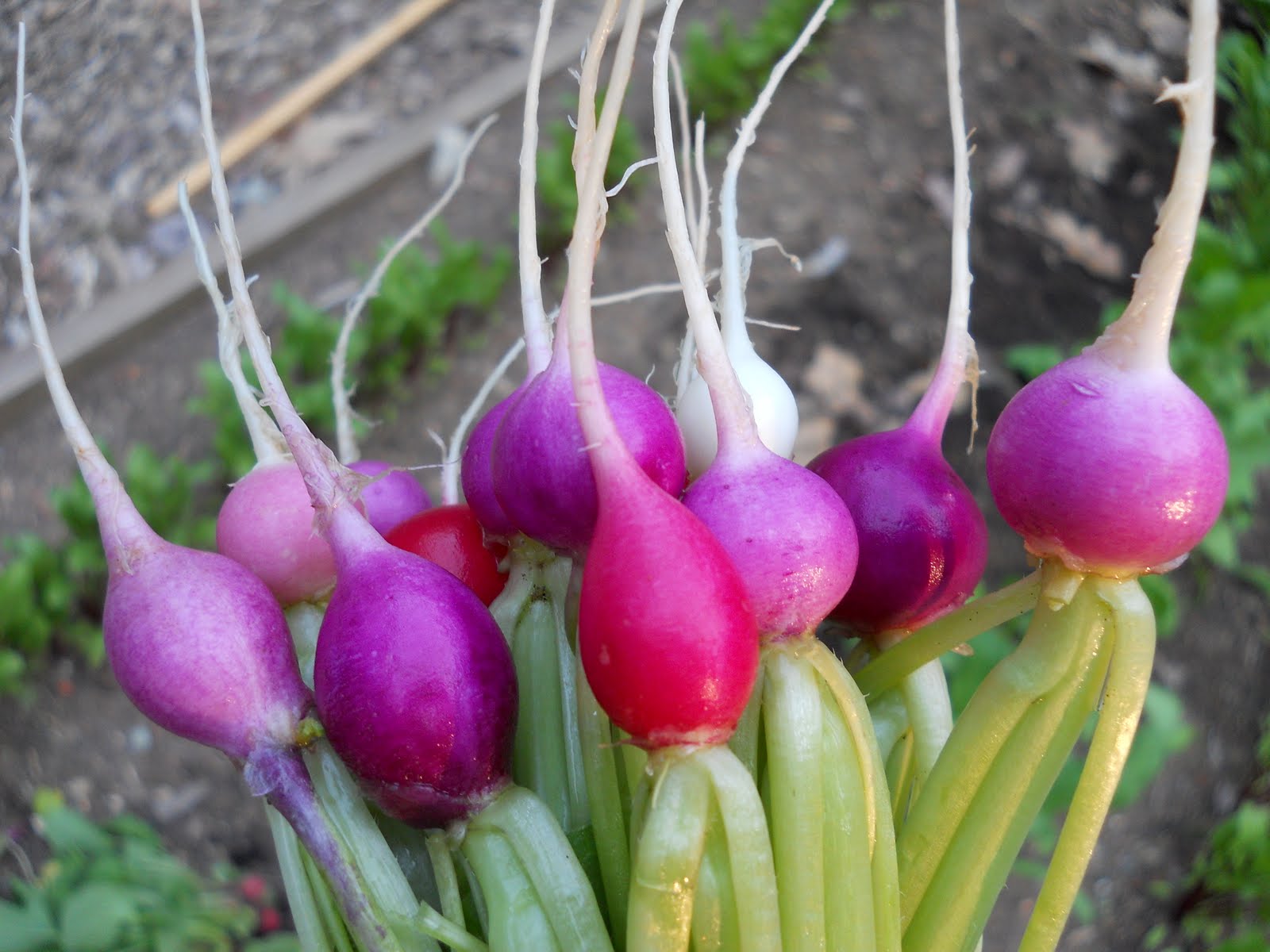 Sue's in the Garden Growing the Groceries: Easter Egg Radish Bouquet