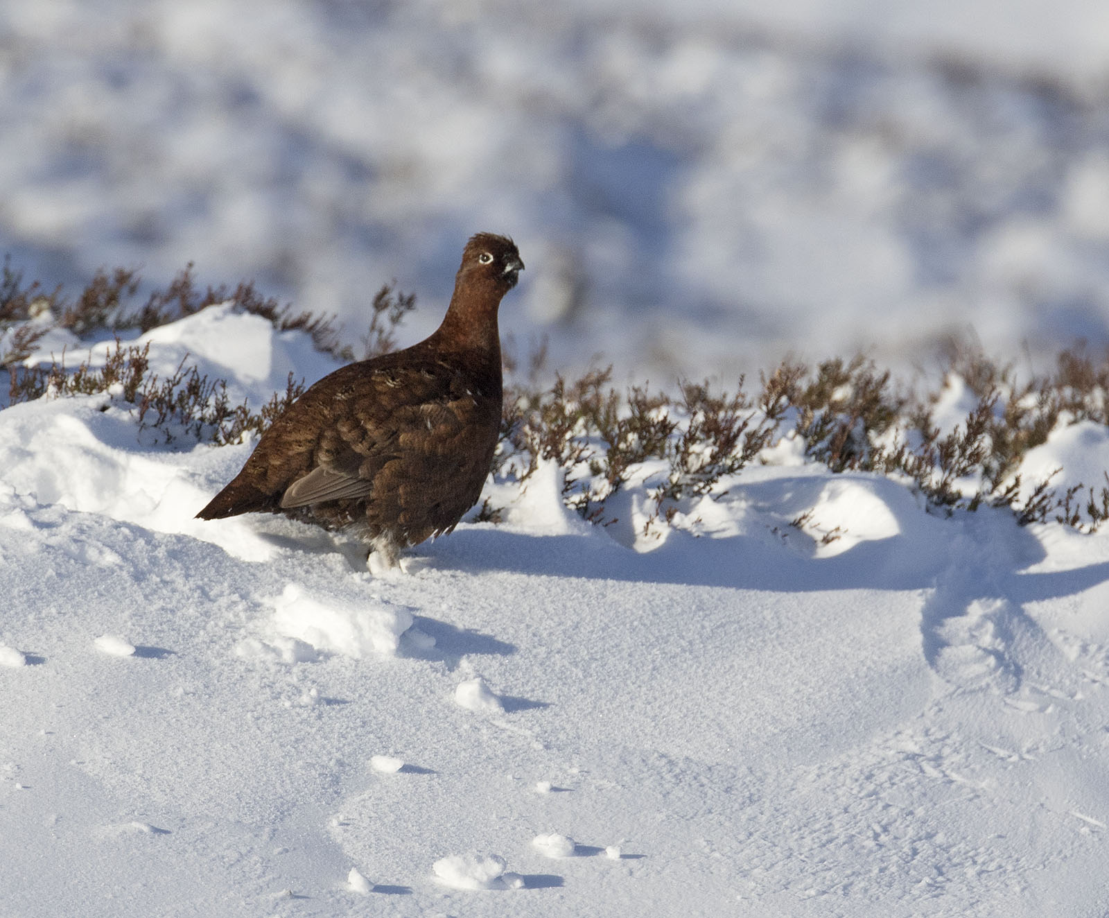 pewit: Red Grouse in the snow