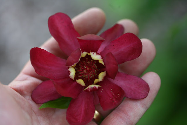 The Plant Hunter: A Red, Dwarf, Reblooming, Fragrant Magnolia