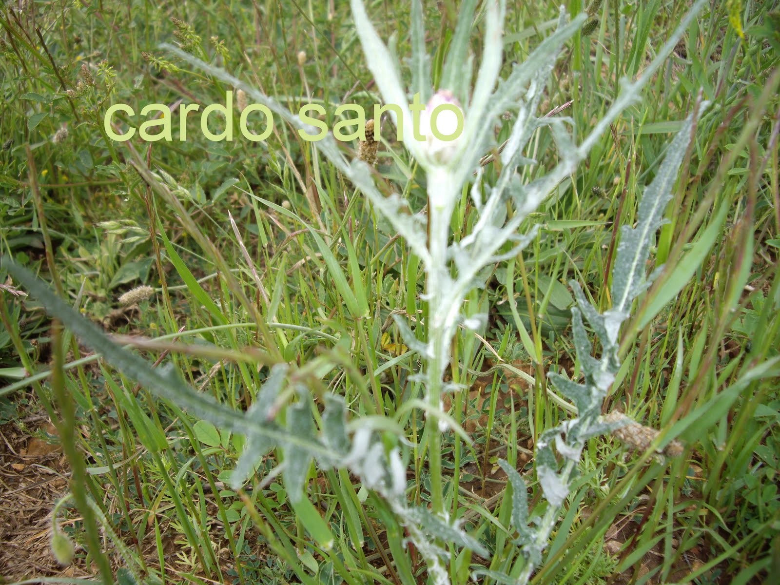 Plantas de Mosqueruela: Cardo Santo