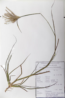 Herbarium of Krapyak: Chloris barbata